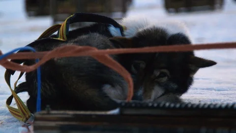 Curls Lying Down Stock Videos – Royalty-Free HD & 4K Videos | Pond5