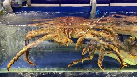 Kinging It Restaurant Stock Videos – Royalty-Free HD & 4K Videos | Pond5