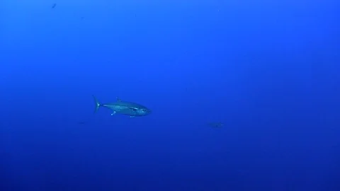 Albacore tuna, (Thunnus alalunga) in Red... | Stock Video | Pond5