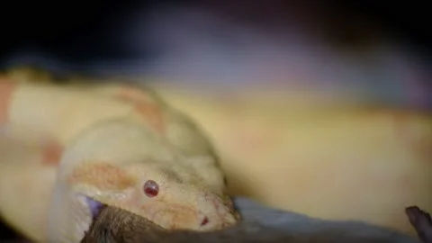 albino boa constrictor snake eating a la... | Stock Video | Pond5