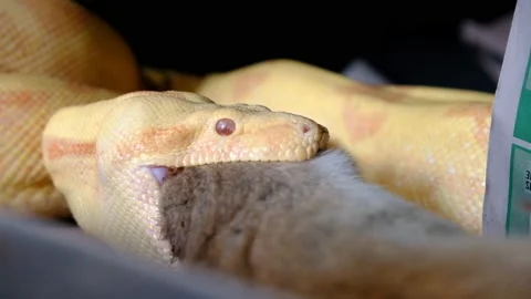 albino boa constrictor snake eating a la... | Stock Video | Pond5