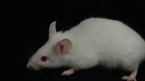 Lab Mouse Stock Footage ~ Royalty Free Stock Videos | Pond5