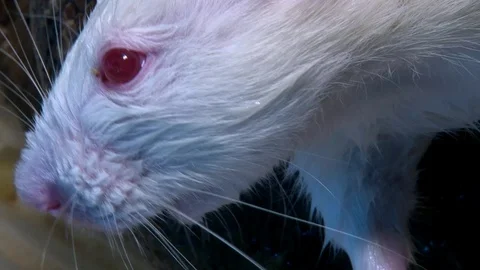 Snake Eyes Stock Footage ~ Royalty Free Stock Videos | Pond5