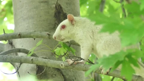 One Eyes Video Stock Videos – Royalty-Free HD & 4K Videos