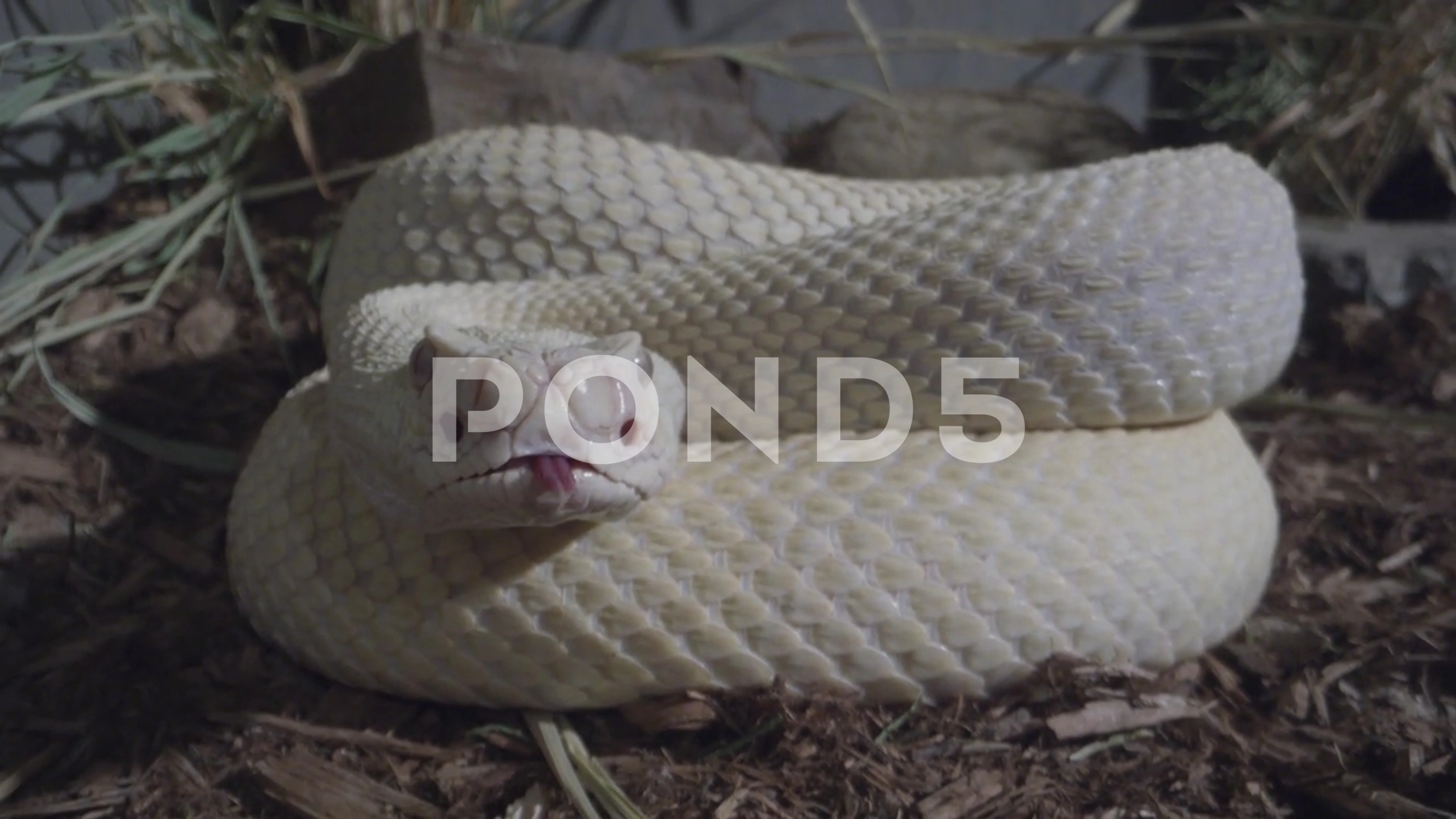 Albino Cottonmouth