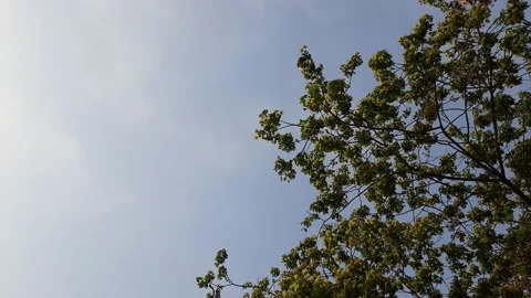 Albizia Stock Video Footage | Royalty Free Albizia Videos | Pond5