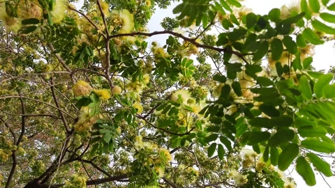 Albizia Julibrissin Stock Video Footage | Royalty Free Albizia ...