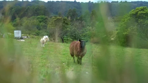 Sheep Baa Stock Videos – Royalty-Free HD & 4K Videos