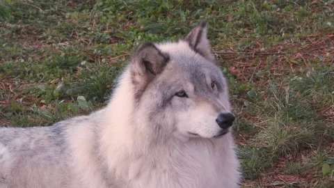 Alert Gray Wolf (Canis lupus) Scanning T... | Stock Video | Pond5