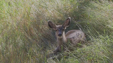 Alert mule deer fawn laying in tall gras... | Stock Video | Pond5