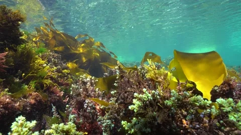 Algae below water surface in the Atlanti... | Stock Video | Pond5