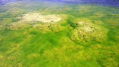 Algae bloom 4k HDR stock video | Stock Video | Pond5