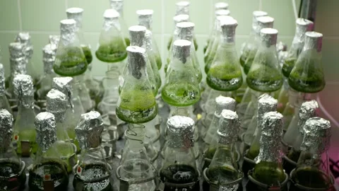 Algae chlorella cultivation bubbles grow... | Stock Video | Pond5