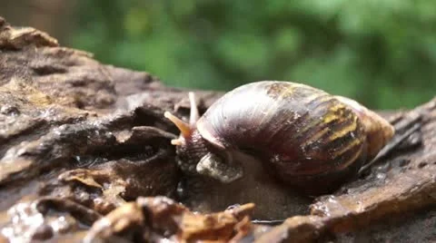 Bayuko Stock Footage ~ Royalty Free Stock Videos | Pond5