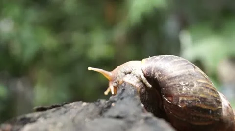 Bayuko Stock Footage ~ Royalty Free Stock Videos | Pond5