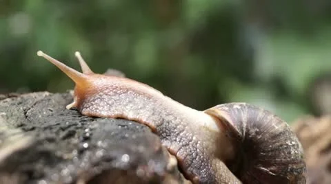 Bayuko Stock Footage ~ Royalty Free Stock Videos | Pond5