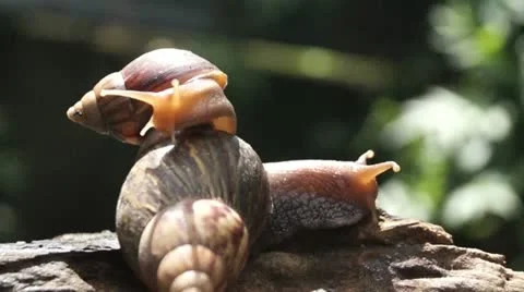 Bayuko Stock Footage ~ Royalty Free Stock Videos | Pond5