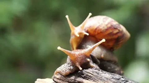 Bayuko Stock Footage ~ Royalty Free Stock Videos | Pond5