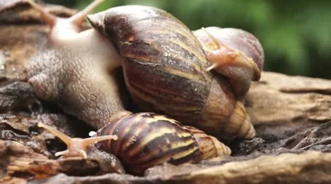 Bayuko Stock Footage ~ Royalty Free Stock Videos | Pond5