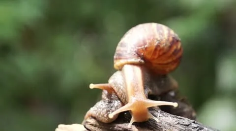 Bayuko Stock Footage ~ Royalty Free Stock Videos | Pond5