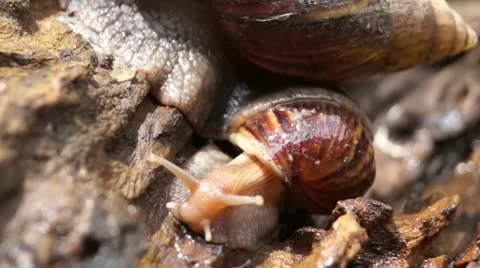 Bayuko Stock Footage ~ Royalty Free Stock Videos | Pond5