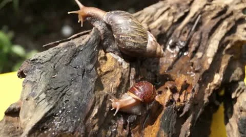 Bayuko Stock Footage ~ Royalty Free Stock Videos | Pond5