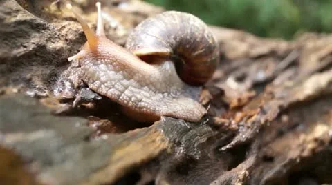 Bayuko Stock Footage ~ Royalty Free Stock Videos | Pond5