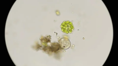 Eudorina Algae Eudorina