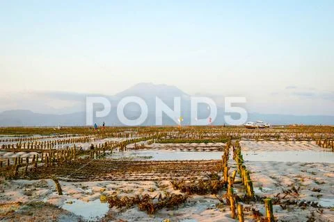Photograph: Algae farm field in Indonesia Algae farm field in Nusa ...