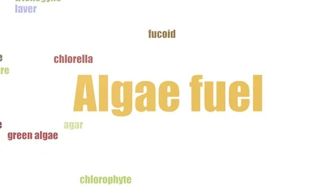 Algae Isolated Stock Videos – Royalty-Free HD & 4K Videos