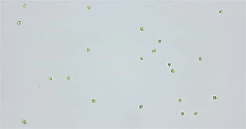 Algae Nannochloropsis under the microsco... | Stock Video | Pond5