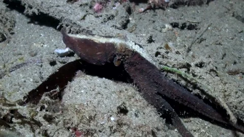 Algae Octopus (Abdopus aculeatus) Crawl... | Stock Video | Pond5