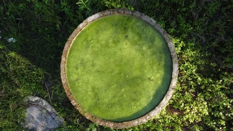 algae sludge at the plantation | Stock Video | Pond5