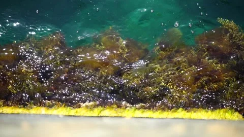 Algae on the stone. Green algae and brow... | Stock Video | Pond5