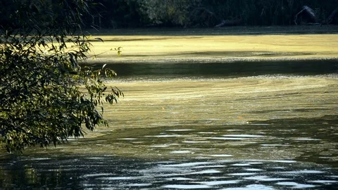 Algal bloom water surface of river and d... | Stock Video | Pond5