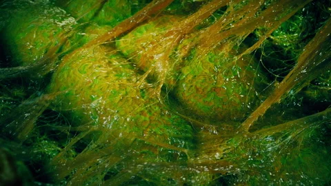 Alien Autopsy Stock Videos – Royalty-Free HD & 4K Videos