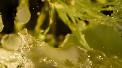 alien botany milky stalagmite plant with... | Stock Video | Pond5