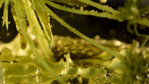 alien botany plant with clear bubbles an... | Stock Video | Pond5