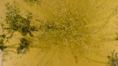 alien liquid botany experiments with bub... | Stock Video | Pond5