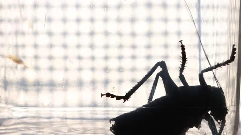 Alien Silhouette Stock Footage ~ Royalty Free Stock Videos | Pond5