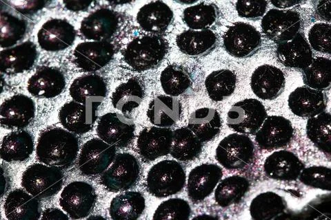 Photograph: Alien trypophobia holes in a shiny sci-fi close up ...