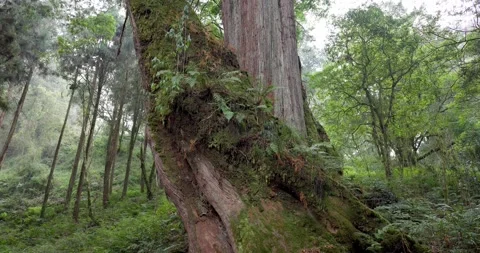 Alishan forest boasts massive ancient tr... | Stock Video | Pond5