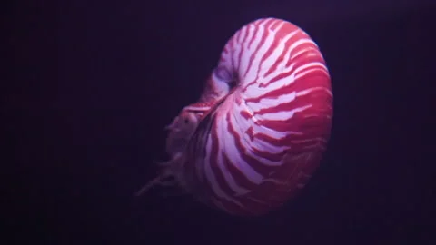 Chambered Nautilus Stock Video Footage | Royalty Free Chambered ...
