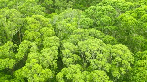 Wild Things Scenes Stock Videos – Royalty-Free HD & 4K Videos | Pond5