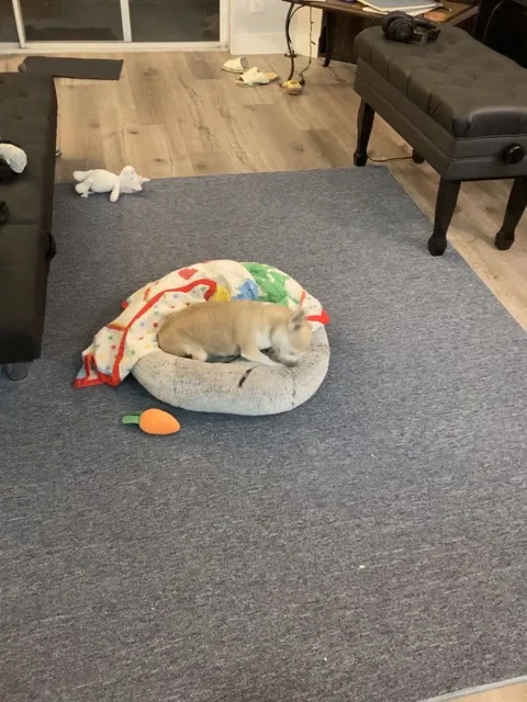 Banana Dog Stock Videos – Royalty-Free HD & 4K Videos | Pond5