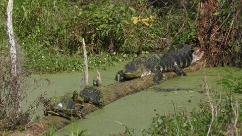 Alligator and Turtles Sunning on a log | Stock Video | Pond5