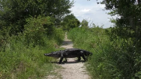 Alligator Crossing a Park Trail | Stock Video | Pond5