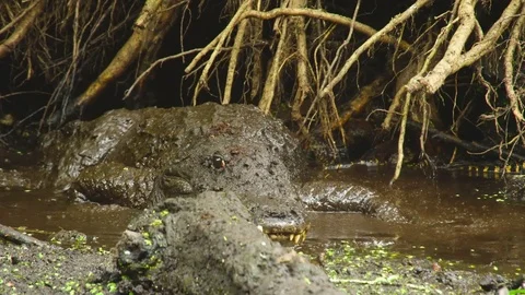 Den Stock Footage ~ Royalty Free Stock Videos | Pond5