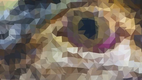 Alligator Looking Skin Stock Videos – Royalty-Free HD & 4K Videos | Pond5