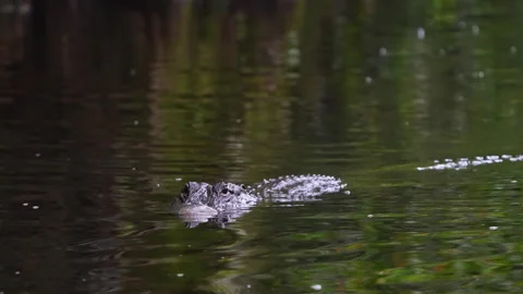 Alligator Floating and Swimming Through ... | Stock Video | Pond5